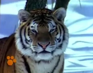 Siberian Tiger | NatureRules1 Wiki | Fandom