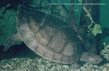 Hickatee | NatureRules1 Wiki | Fandom