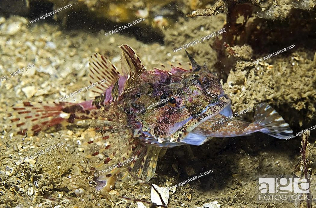 Longspined Bullhead | NatureRules1 Wiki | Fandom