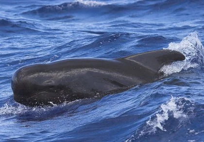 Long-finned Pilot Whale | NatureRules1 Wiki | Fandom