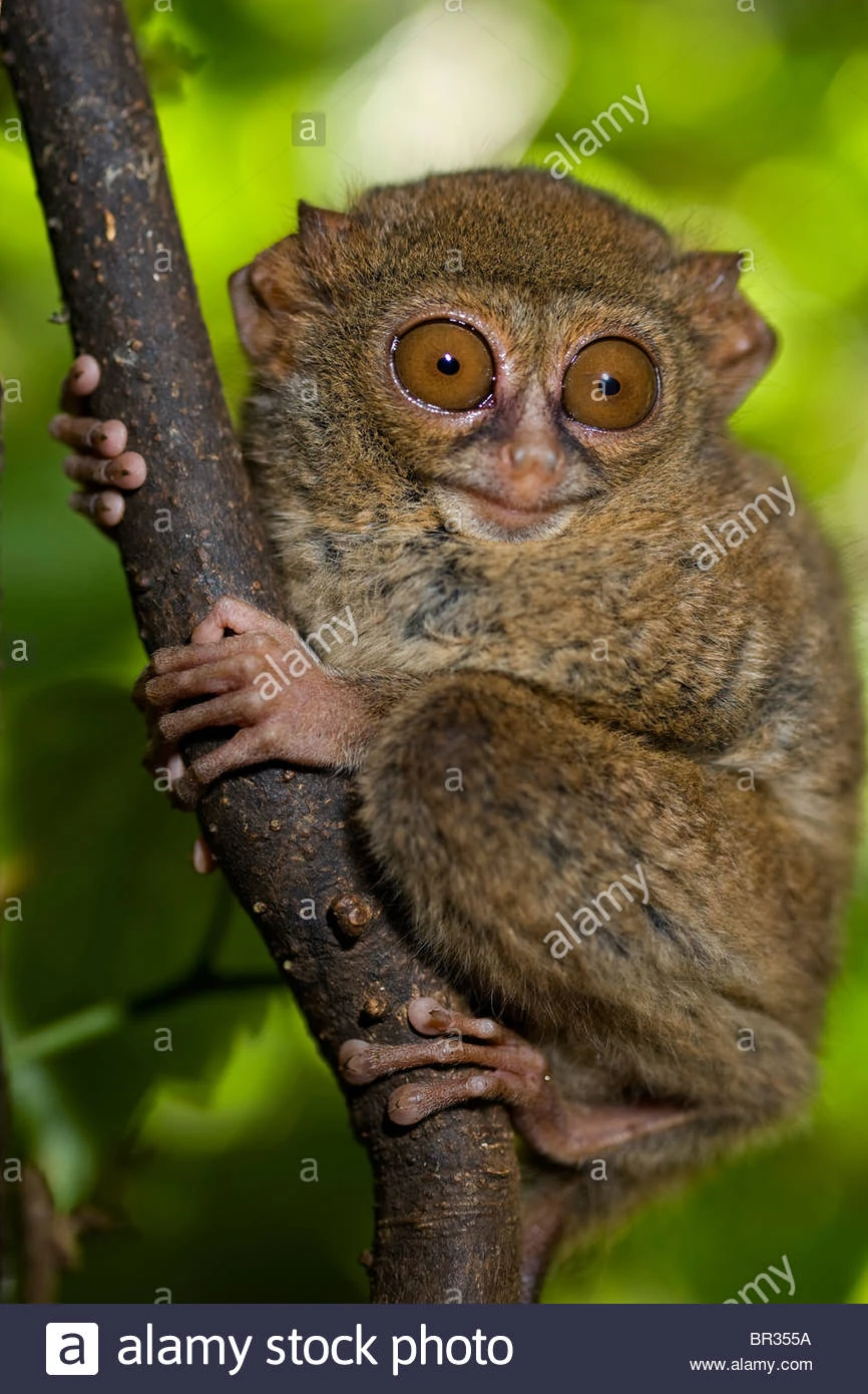 Pygmy Tarsier | NatureRules1 Wiki | Fandom