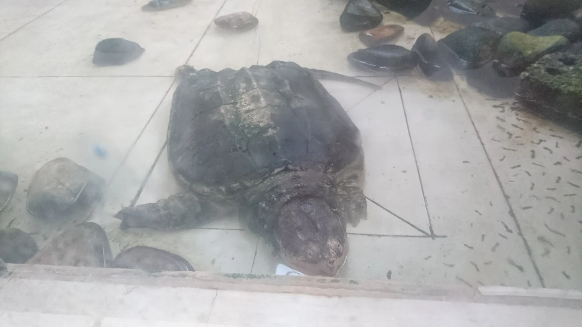 South American Snapping Turtle | NatureRules1 Wiki | Fandom