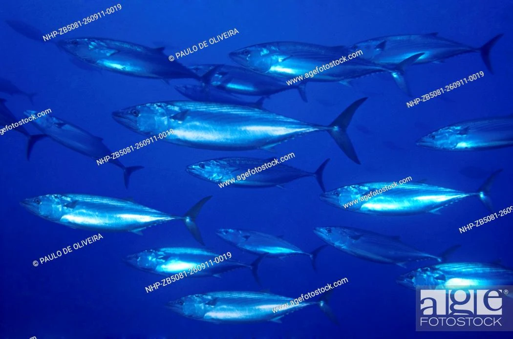 Atlantic Bonito | NatureRules1 Wiki | Fandom