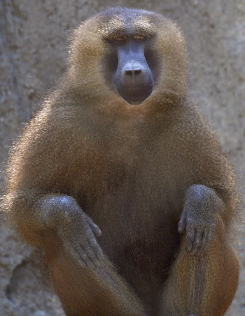 Guinea Baboon | NatureRules1 Wiki | Fandom