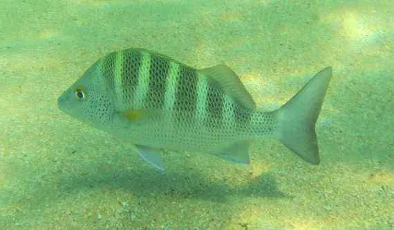 Graybar Grunt | NatureRules1 Wiki | Fandom