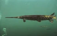 Alligator Gar | NatureRules1 Wiki | Fandom