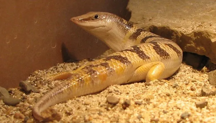 Common Sandfish | NatureRules1 Wiki | Fandom