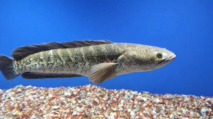 Snakehead Murrel | NatureRules1 Wiki | Fandom