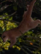 Peru | NatureRules1 Wiki | Fandom