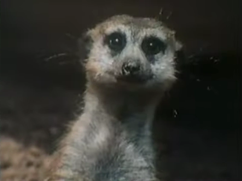 Little Meerkat and Giant Tortoise Adventure | NatureRules1 Wiki | Fandom