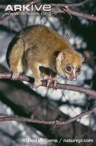 Golden Angwantibo | NatureRules1 Wiki | Fandom