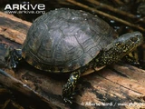 Category:Pond Turtles and Terrapins | NatureRules1 Wiki | Fandom