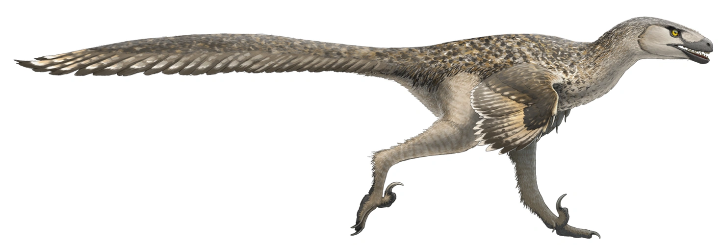 Dromaeosaurus