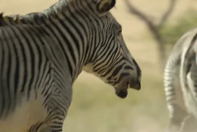 maneless zebra range