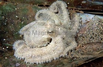 Southern Keeled Octopus | NatureRules1 Wiki | Fandom