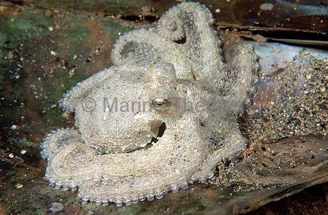 Southern Keeled Octopus | NatureRules1 Wiki | Fandom