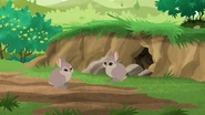 Pygmy Rabbit | NatureRules1 Wiki | Fandom