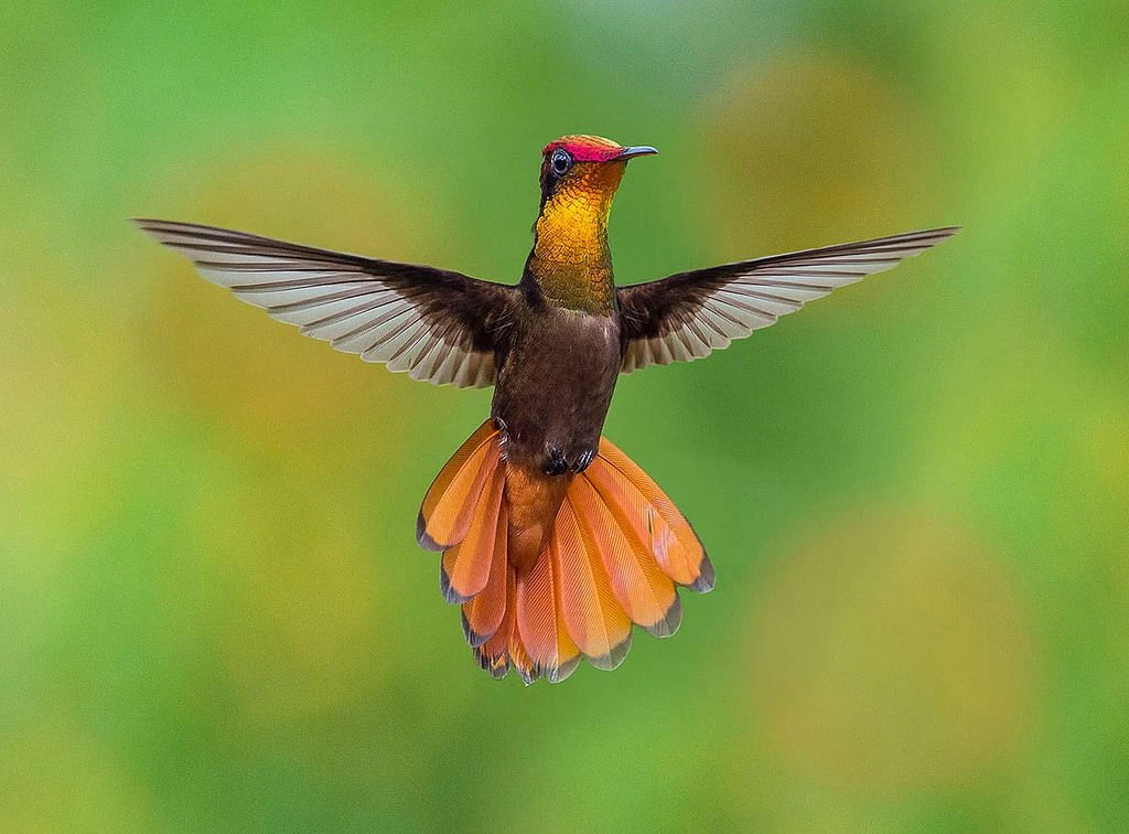 Ruby-topaz Hummingbird | NatureRules1 Wiki | Fandom