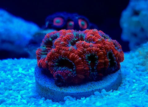 Acan Lord | NatureRules1 Wiki | Fandom
