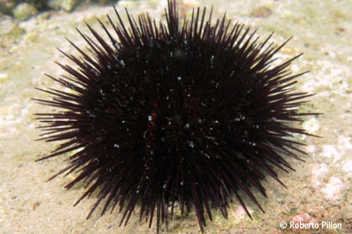 Black Sea Urchin | NatureRules1 Wiki | Fandom