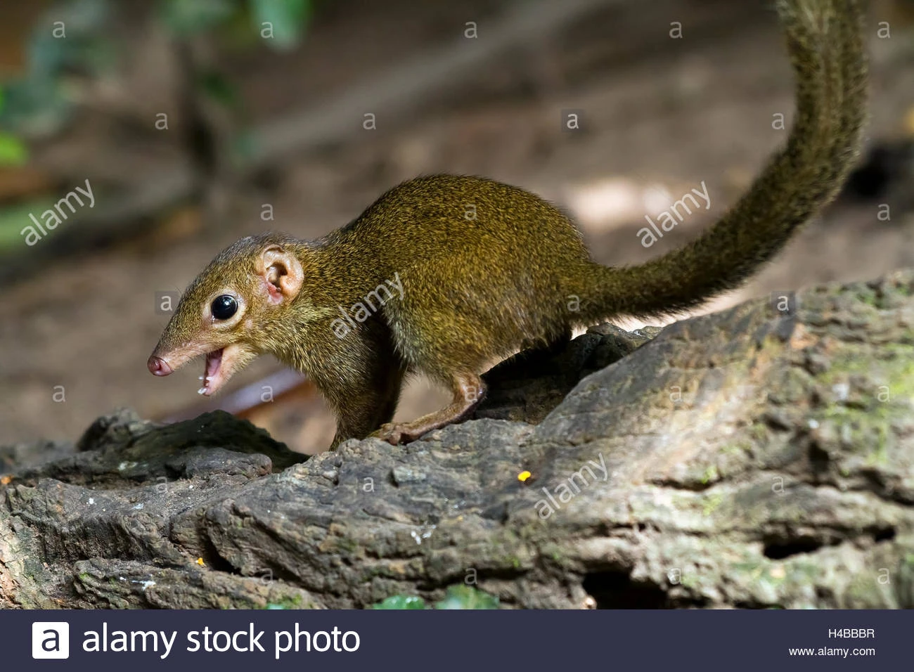 Common Tree Shrew