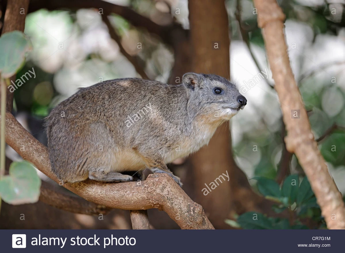 Southern Tree Hyrax | NatureRules1 Wiki | Fandom