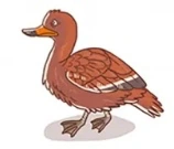 Labrador Duck | NatureRules1 Wiki | Fandom