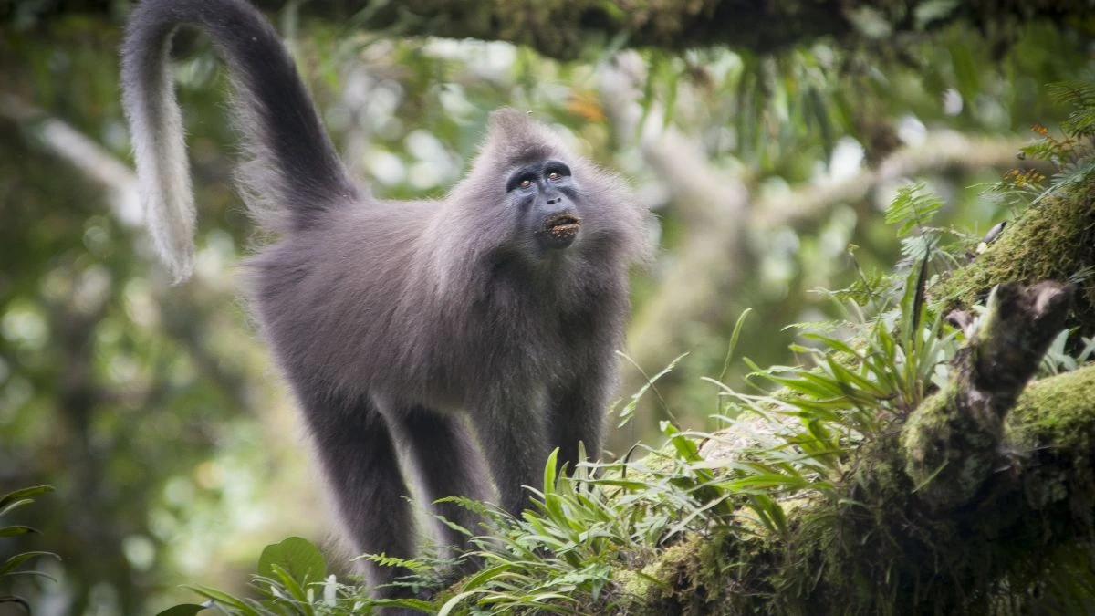 Kipunji | NatureRules1 Wiki | Fandom