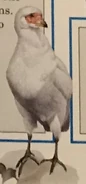 Snowy Sheathbill | NatureRules1 Wiki | Fandom