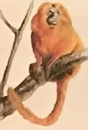 Golden Lion Tamarin/Books | NatureRules1 Wiki | Fandom