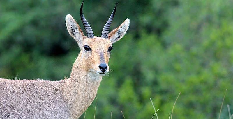 Mountain Reedbuck | NatureRules1 Wiki | Fandom