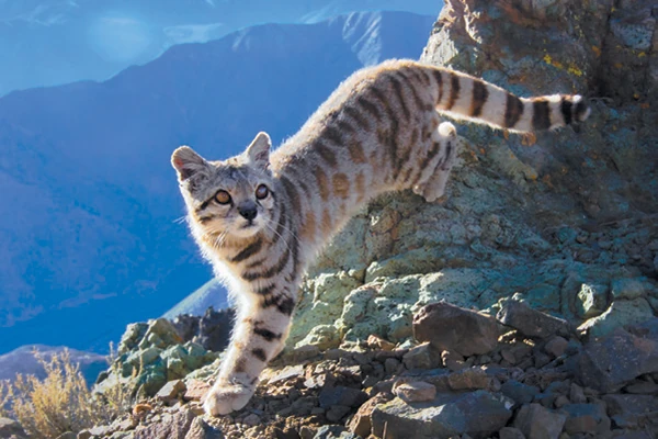 Andean Mountain Cat | NatureRules1 Wiki | Fandom