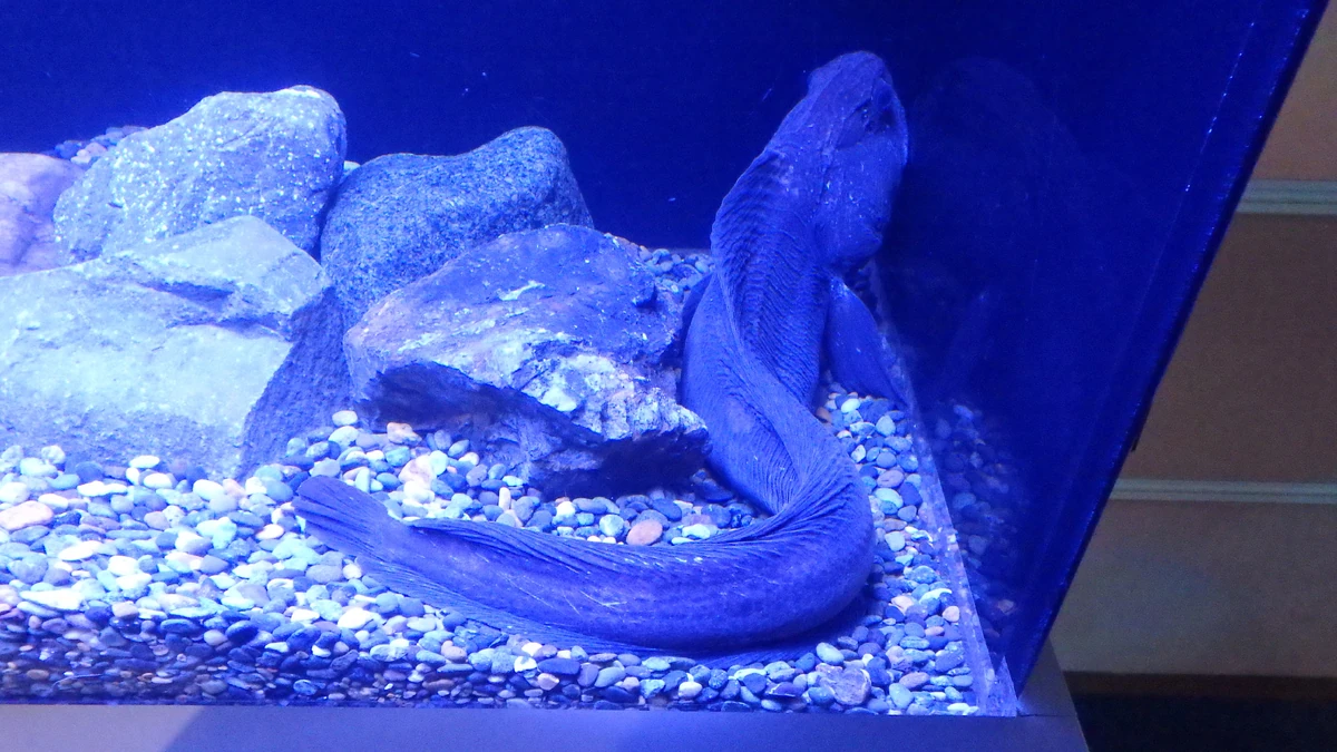 Bering Wolffish | NatureRules1 Wiki | Fandom