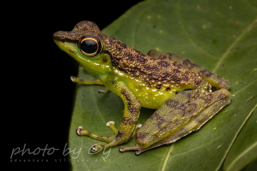 Black-spotted Rock Frog | NatureRules1 Wiki | Fandom