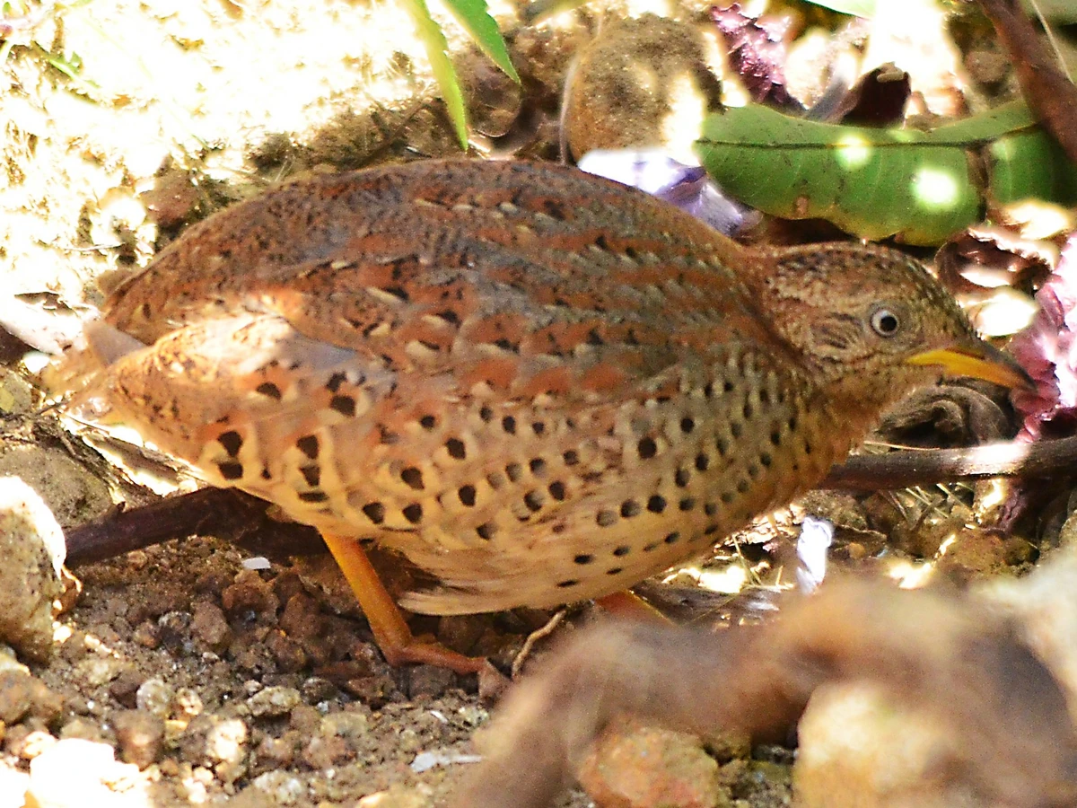 Yellow-legged Buttonquail | NatureRules1 Wiki | Fandom