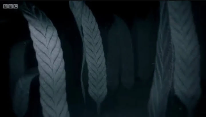 Charnia | NatureRules1 Wiki | Fandom