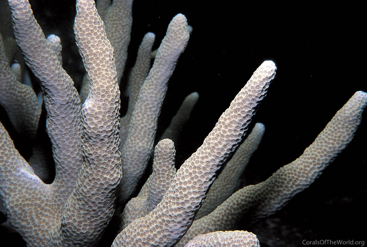 Porites Cylindrica | NatureRules1 Wiki | Fandom
