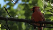 Northern Cardinal | NatureRules1 Wiki | Fandom