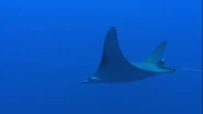 Shortfin Devil Ray | NatureRules1 Wiki | Fandom