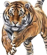 Siberian Tiger | NatureRules1 Wiki | Fandom