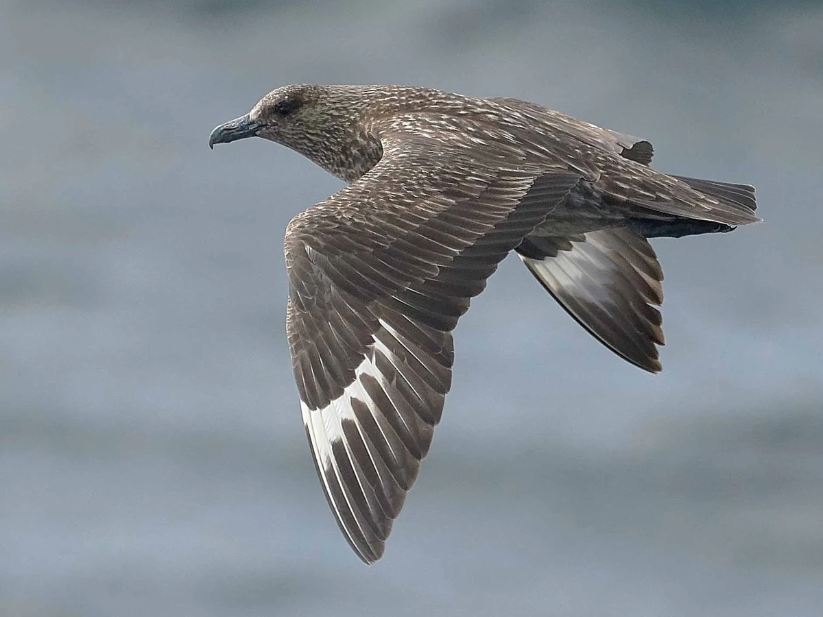 Great Skua | NatureRules1 Wiki | Fandom