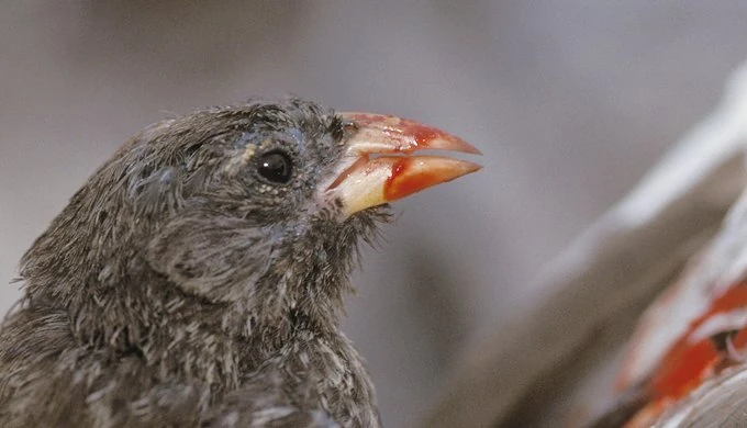 Vampire Ground Finch | NatureRules1 Wiki | Fandom