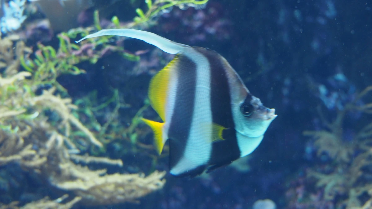 Schooling Bannerfish | NatureRules1 Wiki | Fandom