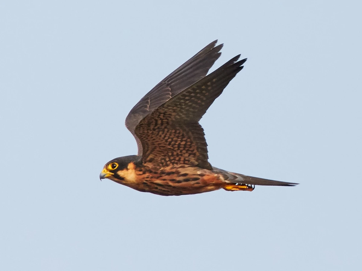 African Hobby | NatureRules1 Wiki | Fandom