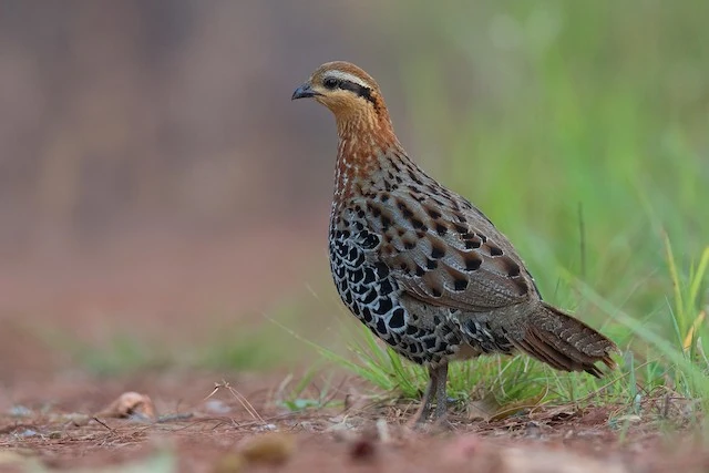 Mountain Bamboo Partridge | NatureRules1 Wiki | Fandom