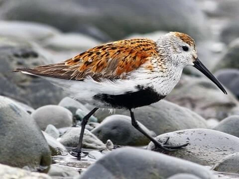 Dunlin | NatureRules1 Wiki | Fandom