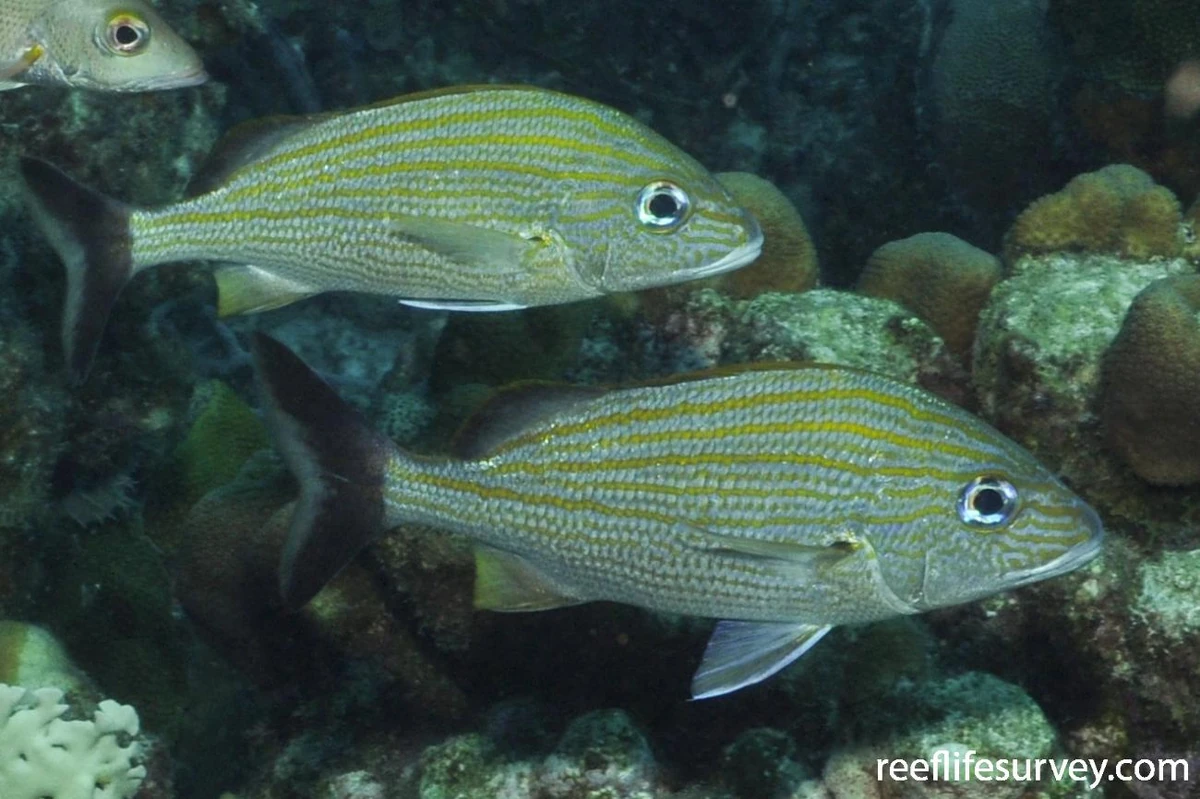 Caesar Grunt | NatureRules1 Wiki | Fandom