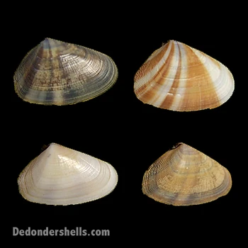 Donax Cuneatus | NatureRules1 Wiki | Fandom