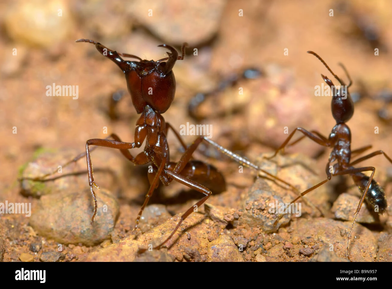 Siafu Ants Attack