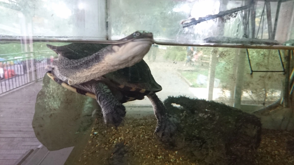 Eastern Long-necked Turtle | NatureRules1 Wiki | Fandom